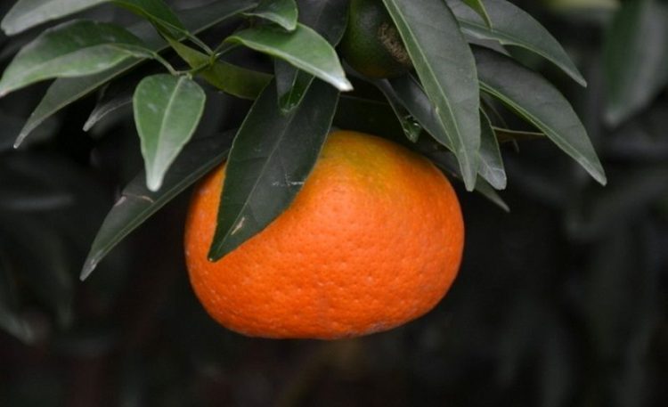 Keragaman Varietas Jeruk Indonesia