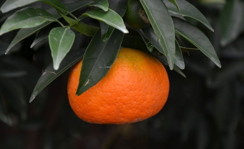 Keragaman Varietas Jeruk Indonesia