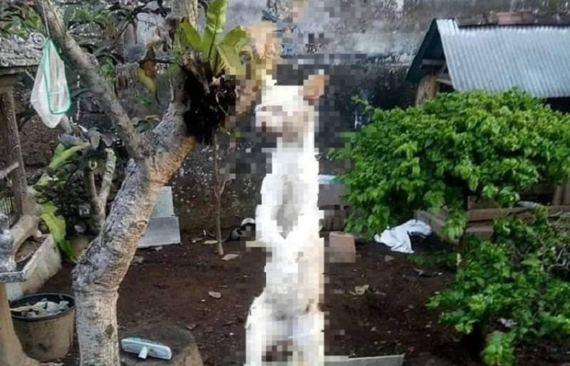 Sadis, Kucing Ini Digantung Gara-gara Makan Burung, Fotonya Diposting di Facebook