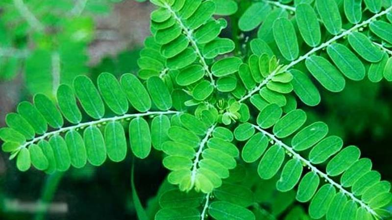 Meniran, Tumbuhan yang Tampak Seperti Gulma Ini Ternyata Miliki Khasiat ...