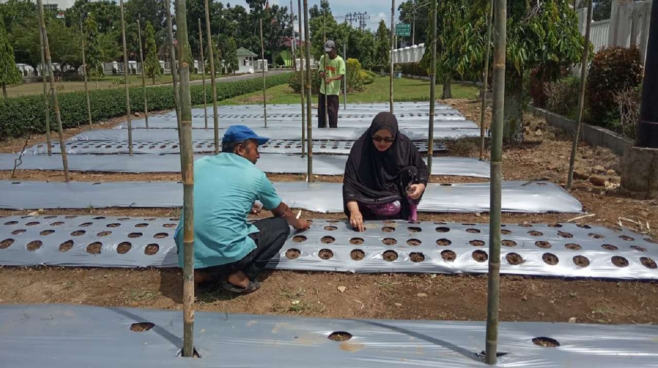 Manfaatkan Pekarangan Rumah Jadi Lahan Produktif