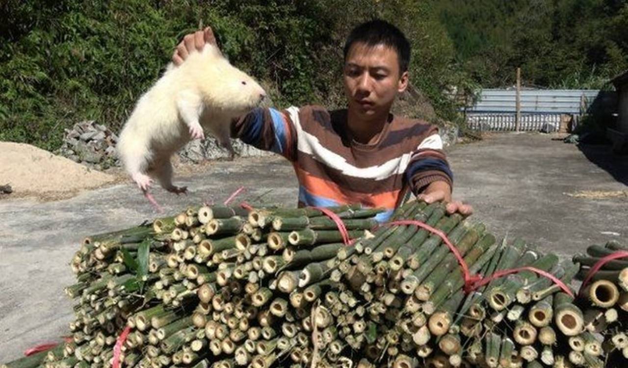 Di China Tikus Raksasa Menjadi Hidangan Favorit