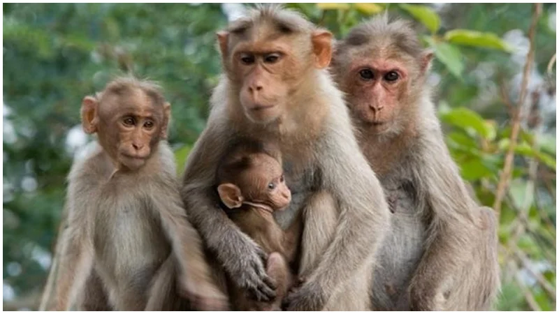 Kisah Ashab al-Sabt, Kaum yang Dikutuk Menjadi Kera