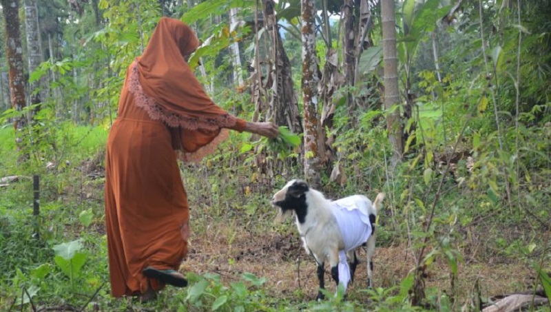 Tradisi Unik Nagari Lubuk Basung Jelang Pemotongan Hewan Kurban