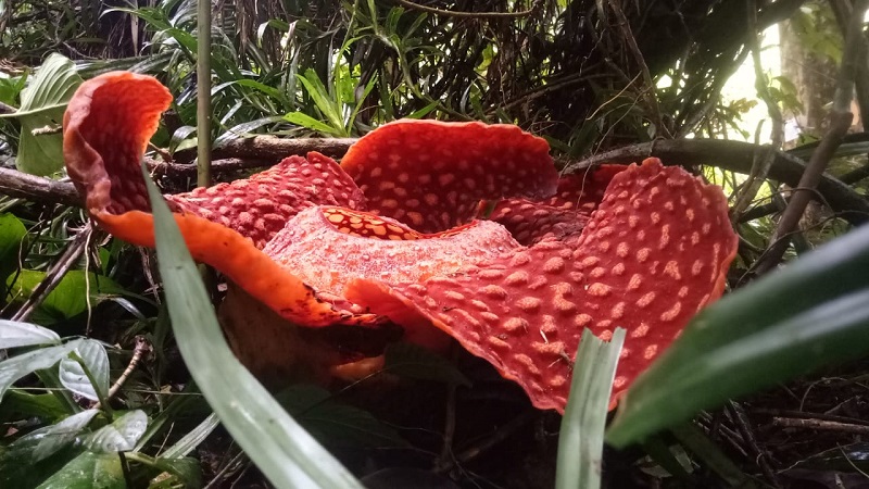 17 Bunga Rafflesia dan 4 Bunga Bangkai Ditemukan Mekar di Agam