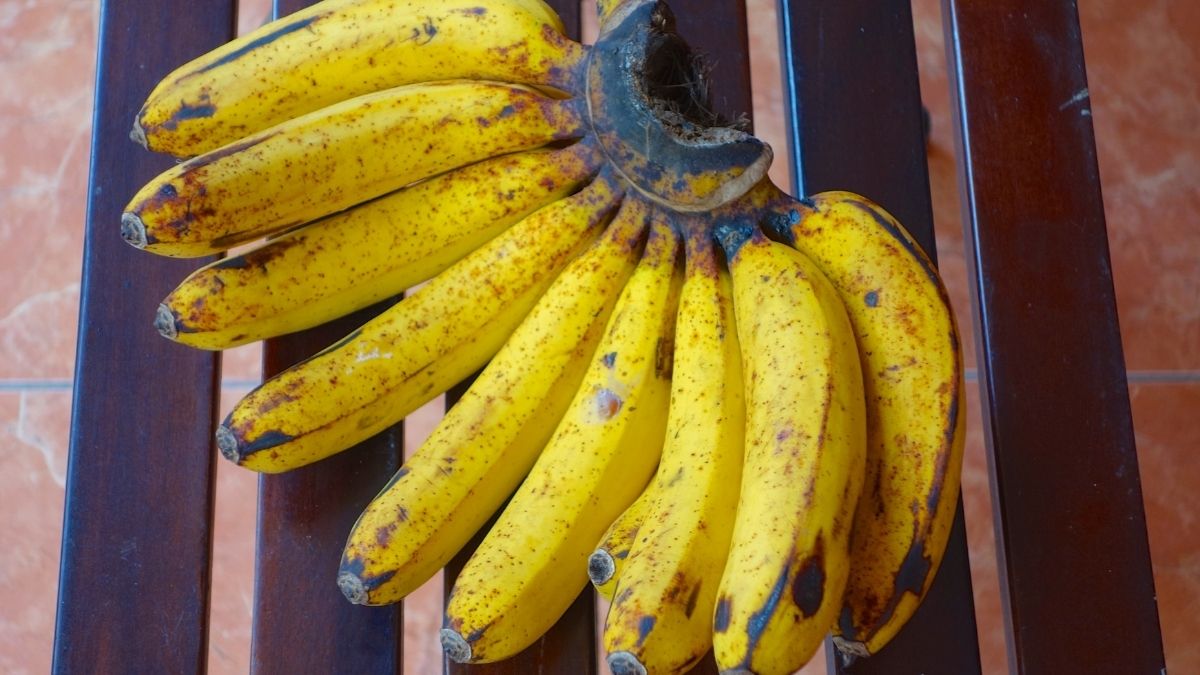 5 Jenis Pisang Paling Populer