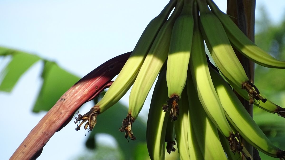 5 Jenis Pisang Paling Populer