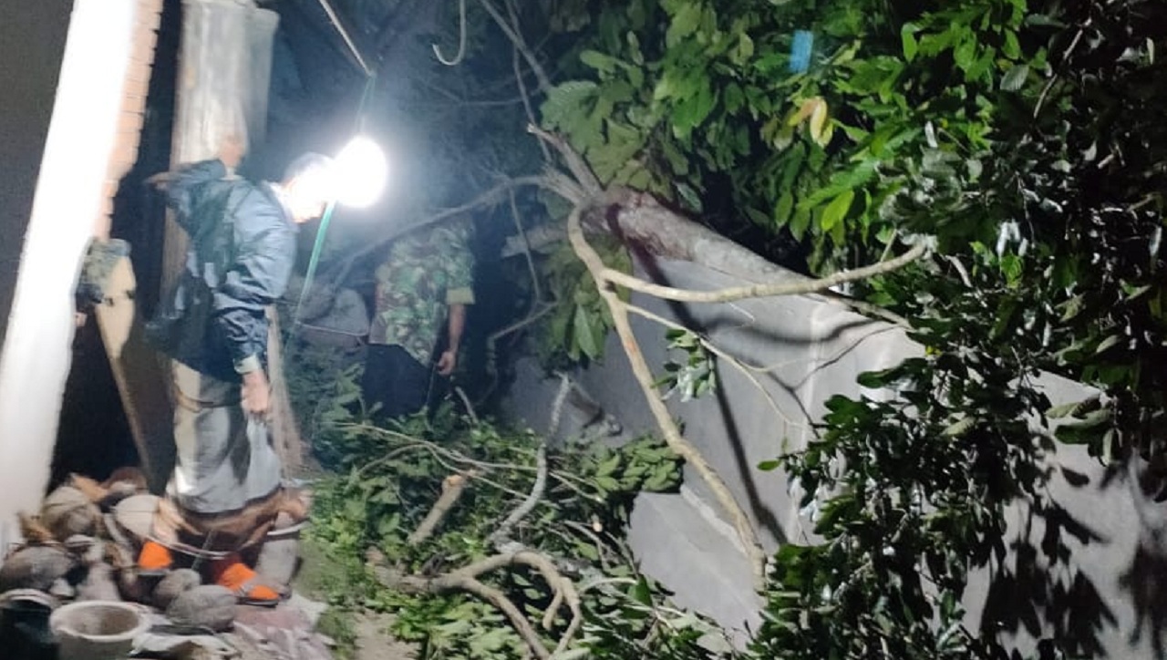 Akibat Angin Kencang, Pohon Tumbang Hambat Akses Jalan Sumbar-Riau