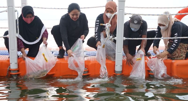 Tebar Benih Ikan, Puan Sebut Waduk Jatiluhur Seperti Lokasi Drakor ... Tebar Benih Ikan, Puan Sebut Waduk Jatiluhur Seperti Lokasi Drakor ...