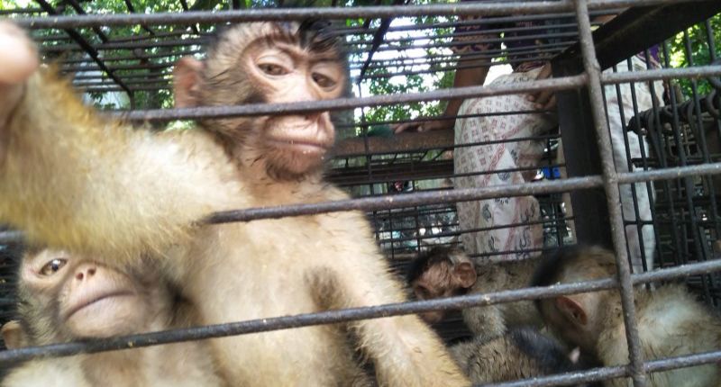 Mau Beli Beruk? Datang Saja ke Pasar Baruak Talaok Padang Pariaman Ini