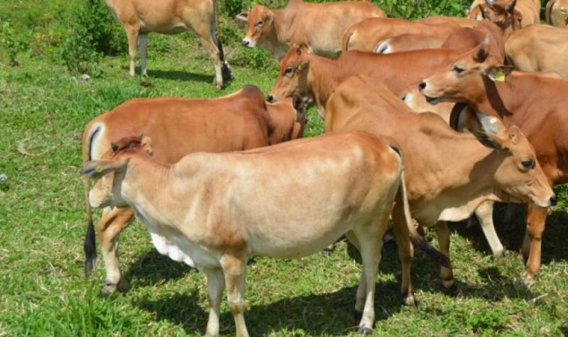 Pessel Optimalkan Program Integrasi Peternakan Sapi Bali - Kebun Sawit ...